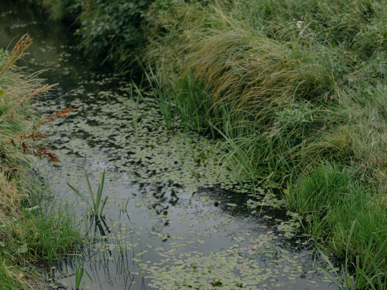 Amphibian Homepage - B.C. Reptiles & Amphibians