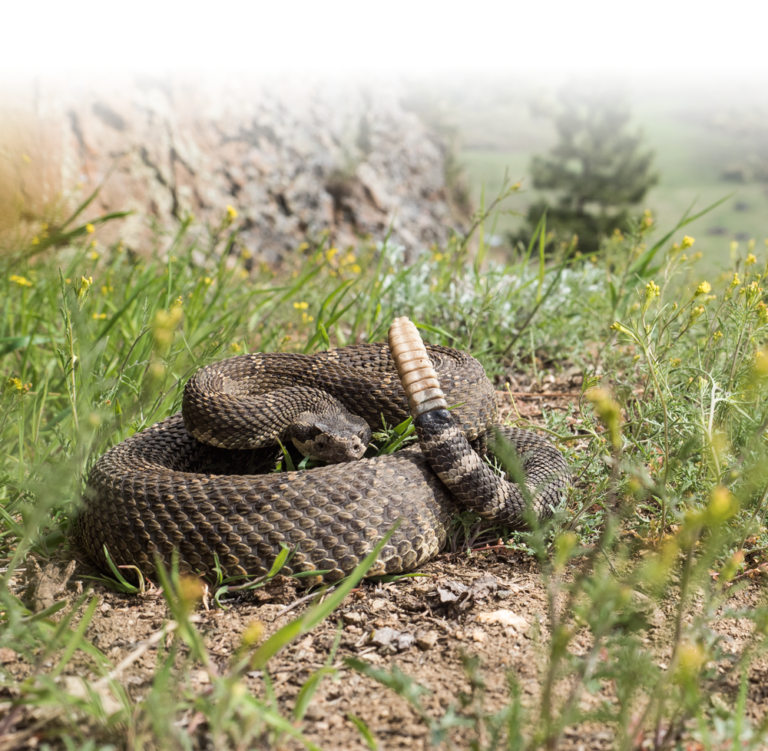 Indigenous Knowledge - B.C. Reptiles & Amphibians