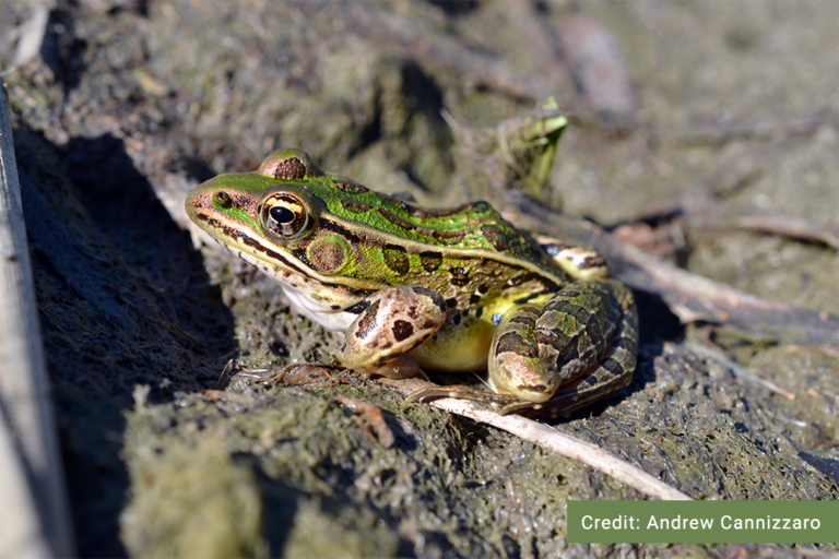 Oregon Spotted Frog - B.C. Reptiles & Amphibians