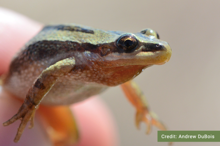 Boreal Chorus Frog - B.C. Reptiles & Amphibians