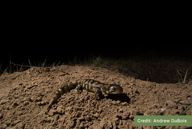 Western Tiger Salamander - B.C. Reptiles & Amphibians