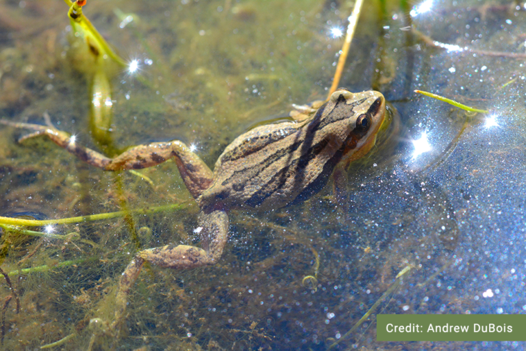 Boreal Chorus Frog - B.C. Reptiles & Amphibians