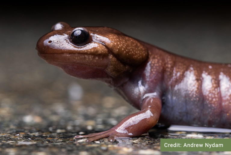Northwestern Salamander - B.C. Reptiles & Amphibians