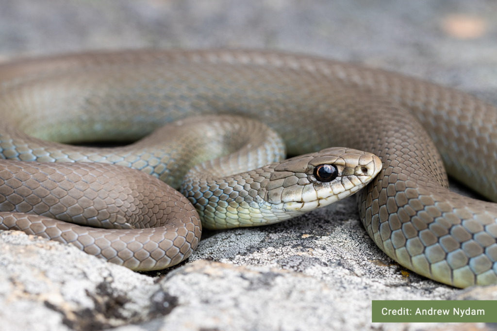 Northern Rubber Boa – B.C. Reptiles & Amphibians
