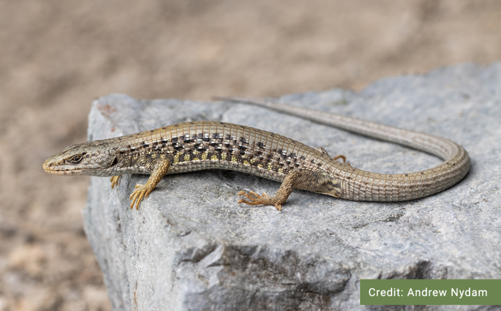 Common Wall Lizard - B.C. Reptiles & Amphibians