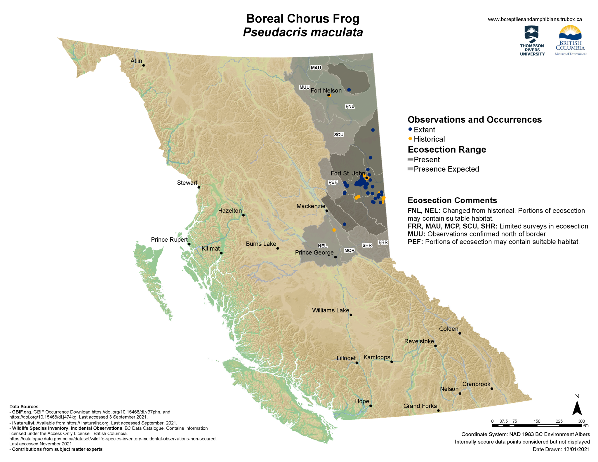 Boreal Chorus Frog - B.C. Reptiles & Amphibians