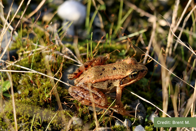 Northern Red-legged Frog – B.C. Reptiles & Amphibians