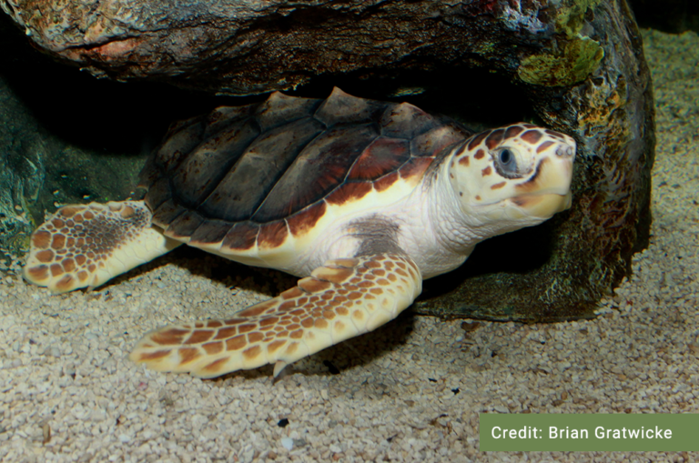 Pacific Leatherback Sea Turtle – B.C. Reptiles & Amphibians