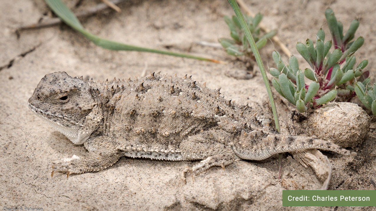 Pygmy Short-horned Lizard - B.C. Reptiles & Amphibians