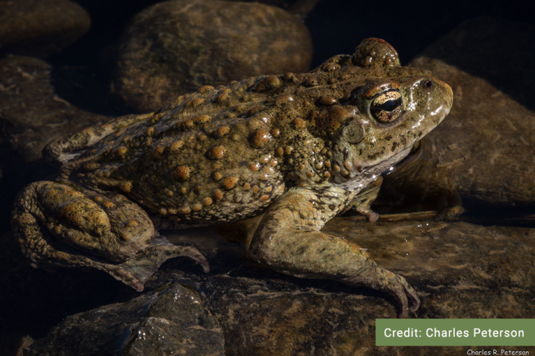 Western Toad - B.C. Reptiles & Amphibians