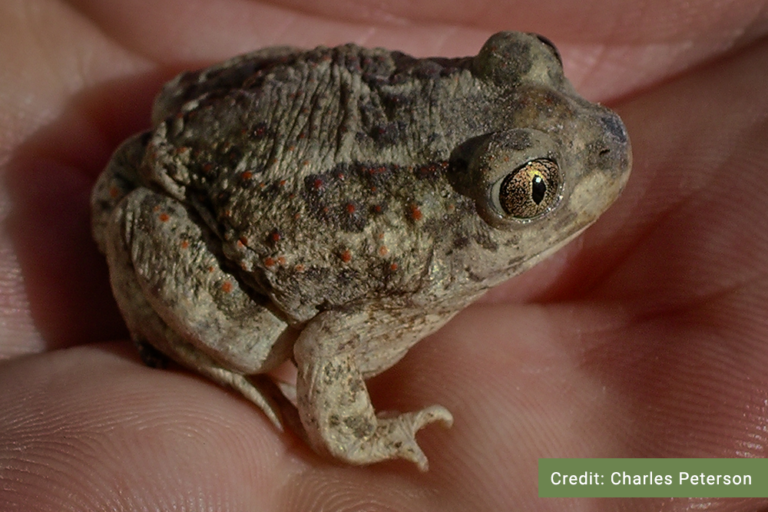 Western Toad - B.C. Reptiles & Amphibians