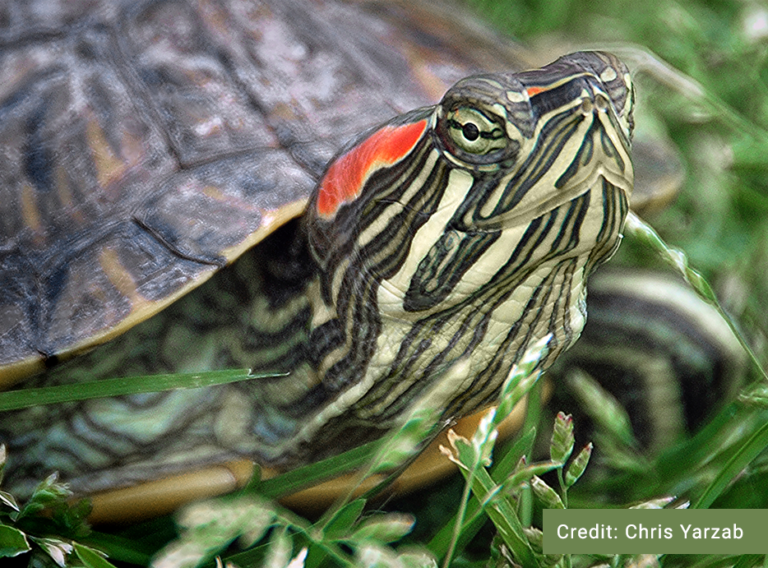 Western Painted Turtle - B.C. Reptiles & Amphibians