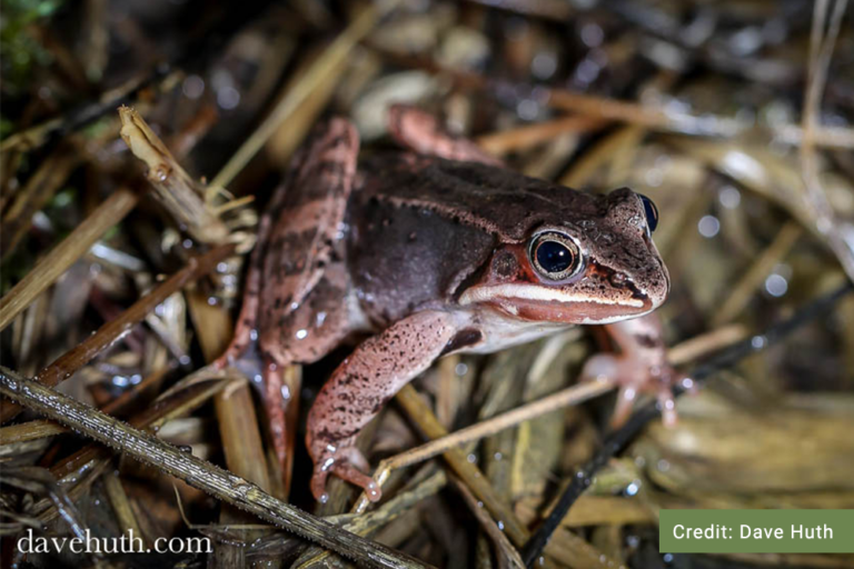 Pacific Treefrog - B.C. Reptiles & Amphibians