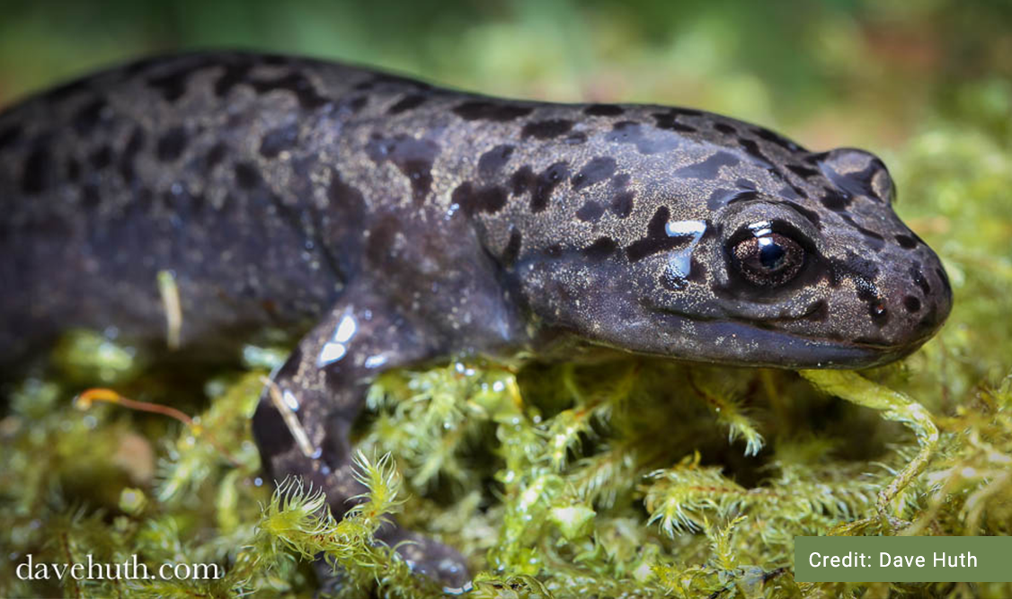 Coastal Giant Salamander - B.C. Reptiles & Amphibians