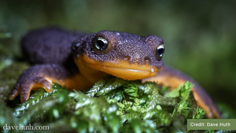 Rough-skinned Newt - B.C. Reptiles & Amphibians