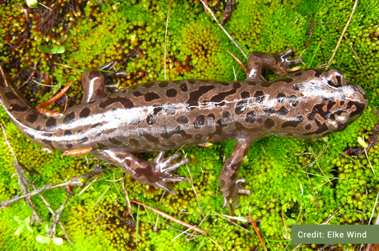 Coastal Giant Salamander - B.C. Reptiles & Amphibians