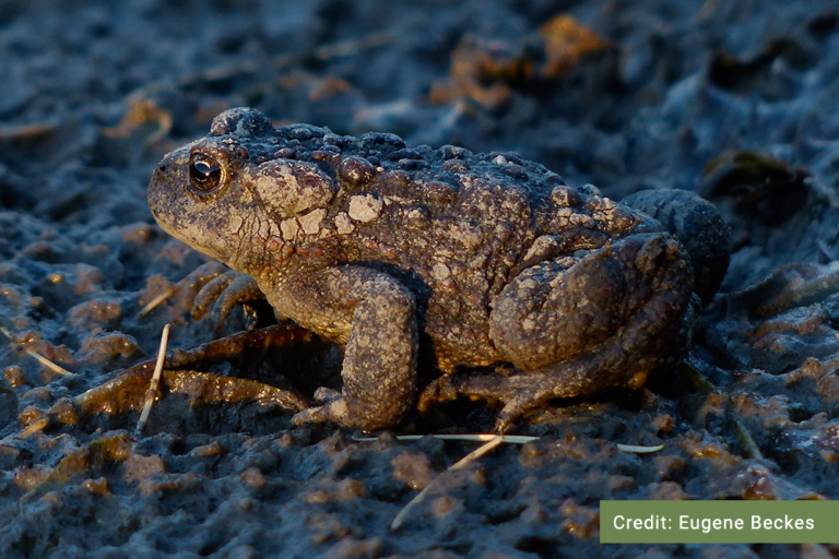 Western Toad - B.C. Reptiles & Amphibians