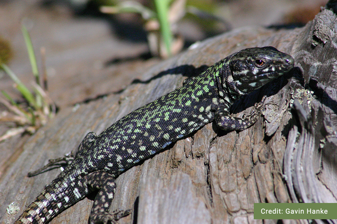 Common Wall Lizard - B.C. Reptiles & Amphibians