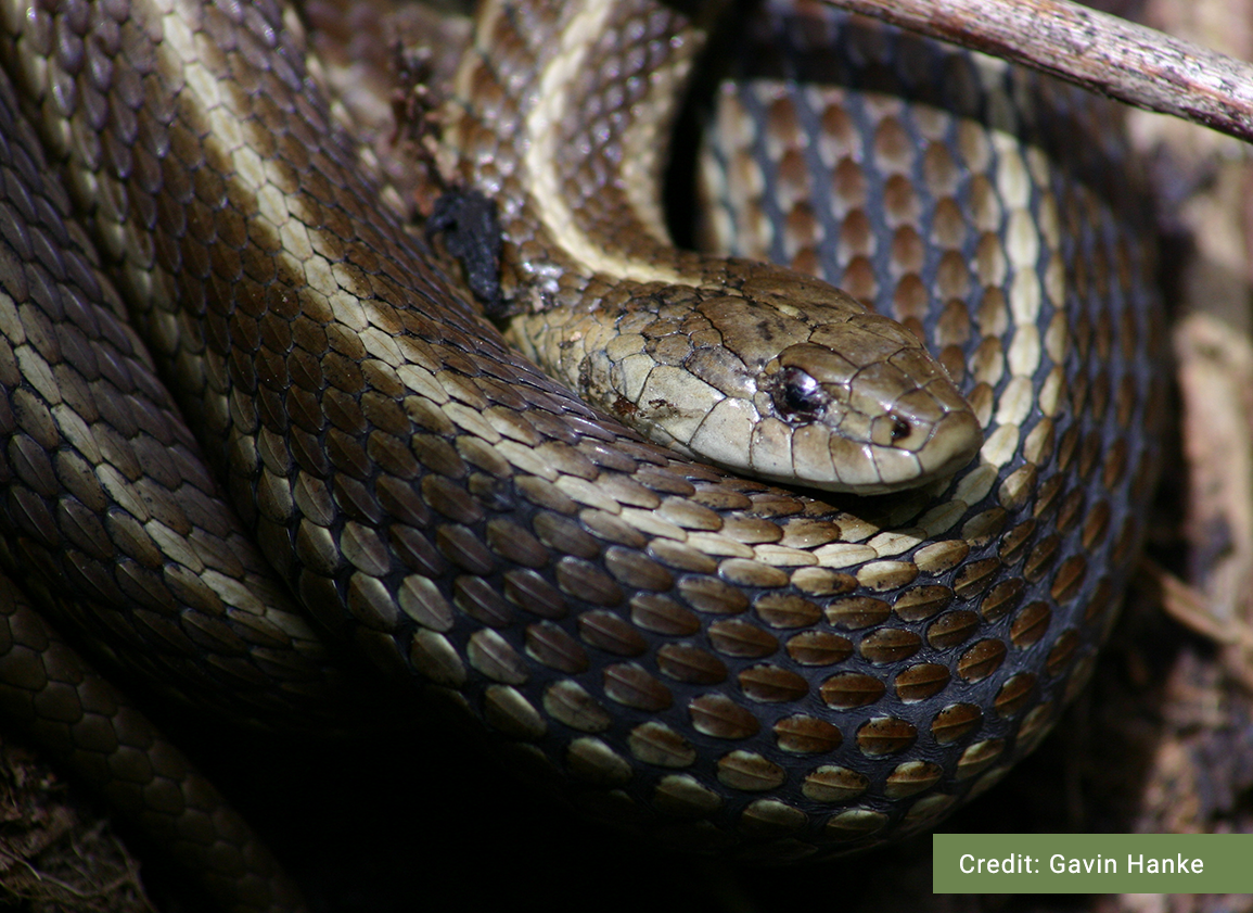 Northwestern Gartersnake - B.C. Reptiles & Amphibians