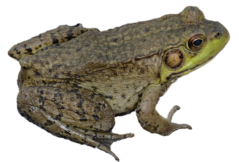 Invasive Species - B.C. Reptiles & Amphibians