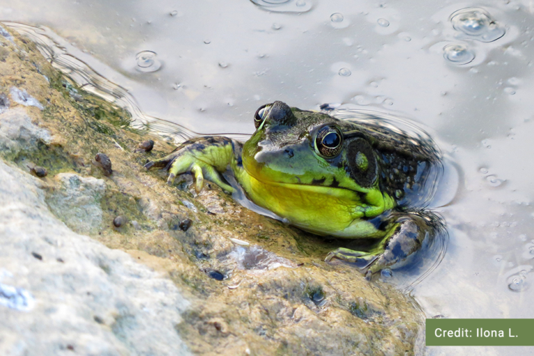 Green Frog - B.C. Reptiles & Amphibians