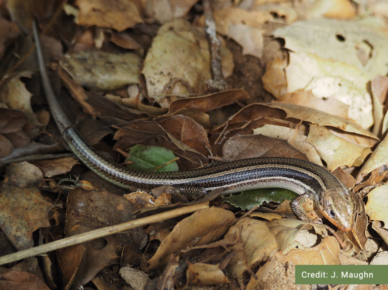 Western Skink – B.C. Reptiles & Amphibians
