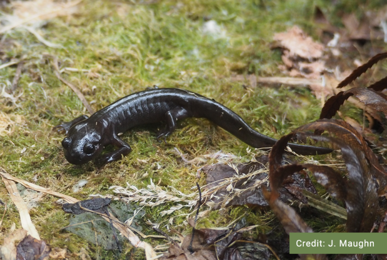 Northwestern Salamander - B.C. Reptiles & Amphibians