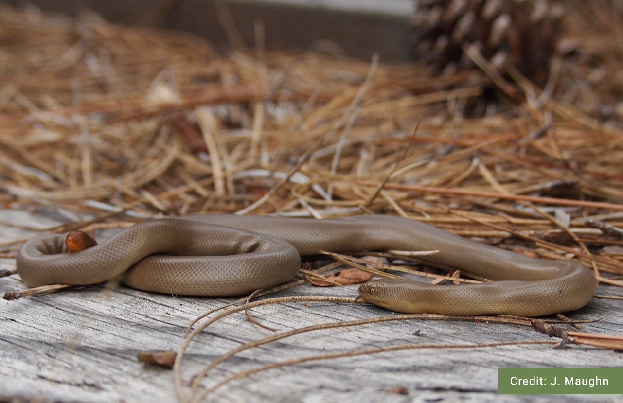 Northern Rubber Boa – B.C. Reptiles & Amphibians