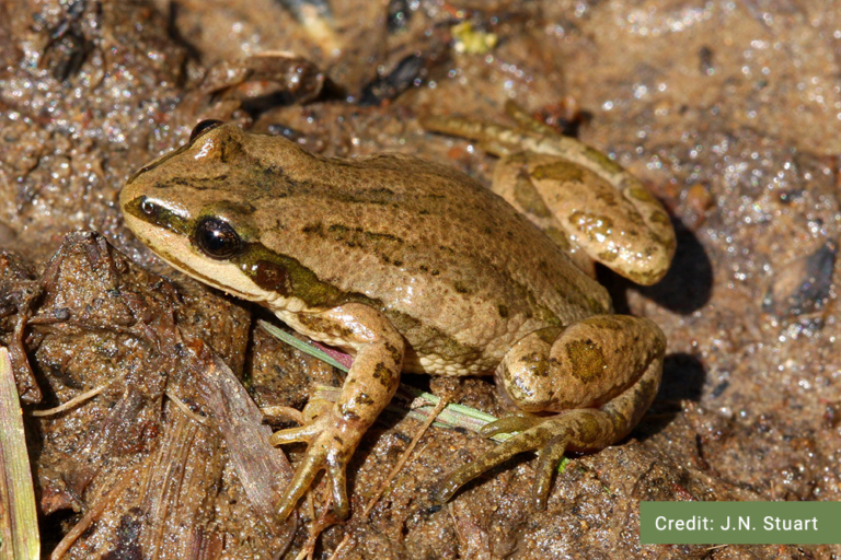 Boreal Chorus Frog - B.C. Reptiles & Amphibians