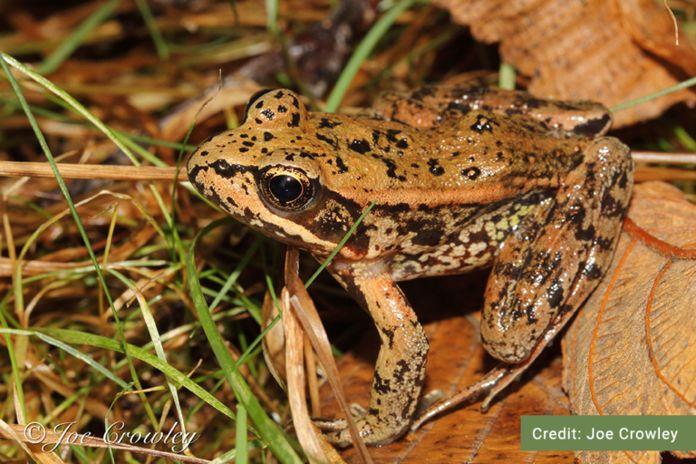 Northern Red-legged Frog – B.C. Reptiles & Amphibians