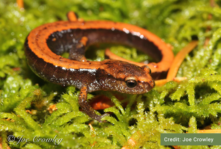 Western Red-backed Salamander - B.C. Reptiles & Amphibians