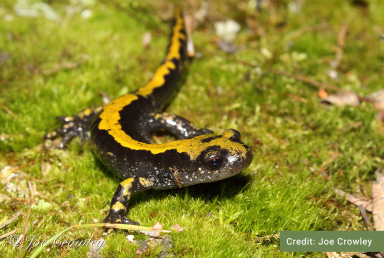 Long-toed Salamander - B.C. Reptiles & Amphibians
