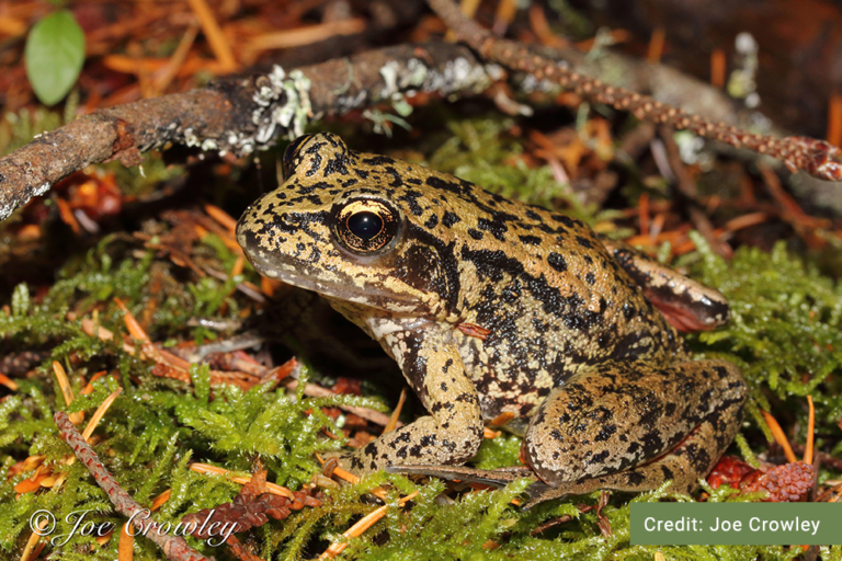 Northern Red-legged Frog – B.C. Reptiles & Amphibians