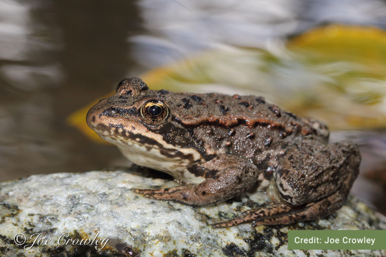 Northern Red-legged Frog – B.C. Reptiles & Amphibians