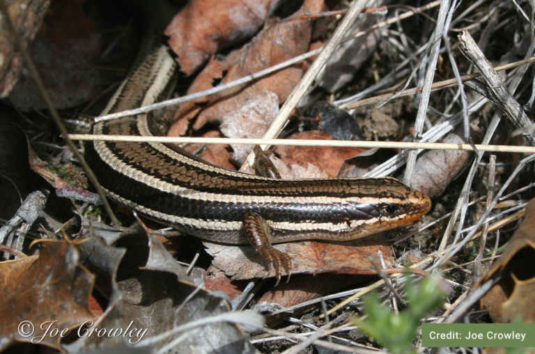 Western Skink – B.C. Reptiles & Amphibians