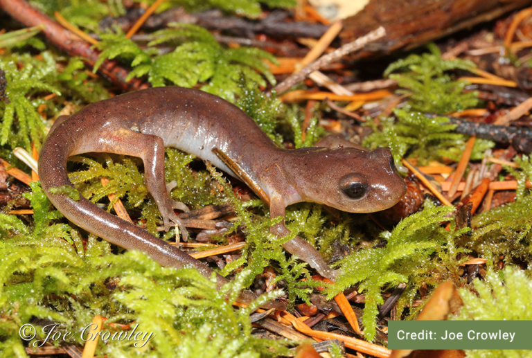Ensatina - B.C. Reptiles & Amphibians