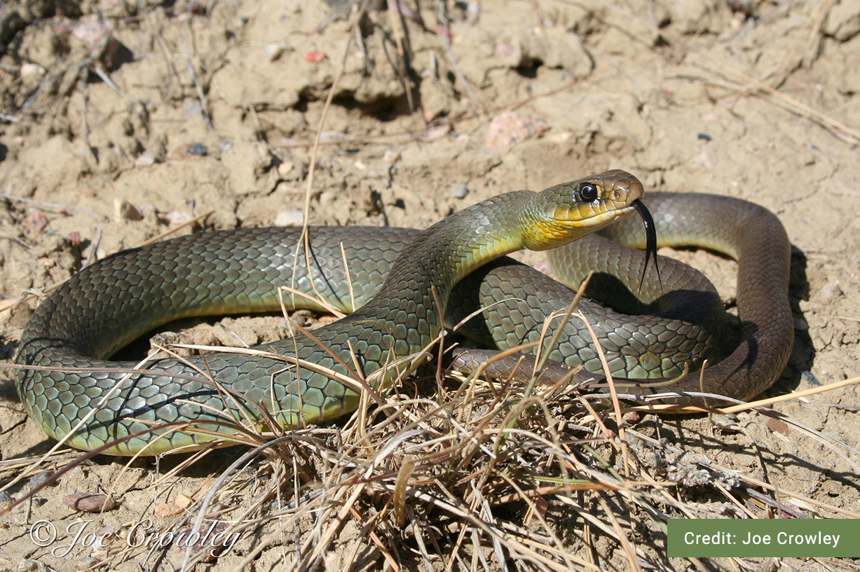 Western Yellow-bellied Racer - B.C. Reptiles & Amphibians