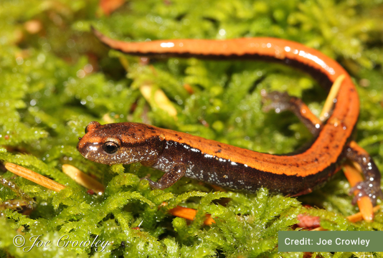 Long-toed Salamander - B.C. Reptiles & Amphibians