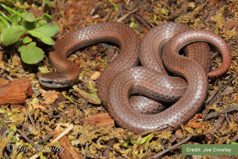 Northern Rubber Boa – B.C. Reptiles & Amphibians