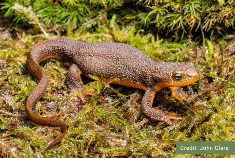 Rough-skinned Newt – B.C. Reptiles & Amphibians