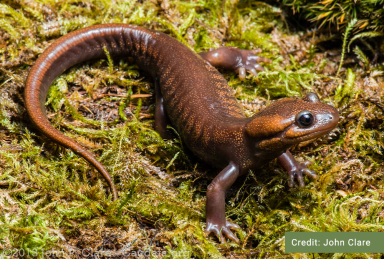 Coastal Giant Salamander - B.C. Reptiles & Amphibians