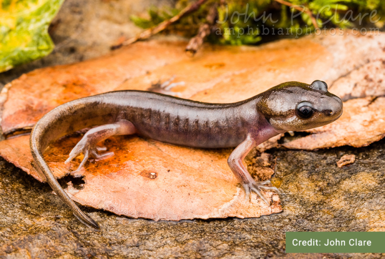 Western Tiger Salamander - B.C. Reptiles & Amphibians