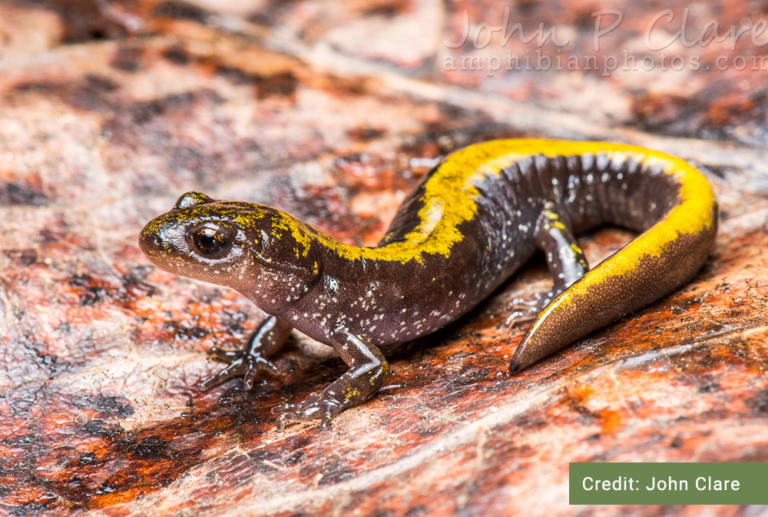 Long-toed Salamander - B.C. Reptiles & Amphibians