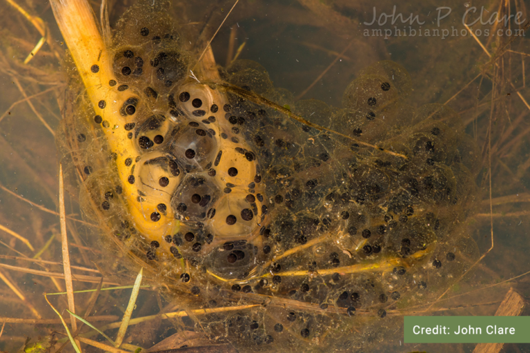 Northern Red-legged Frog – B.C. Reptiles & Amphibians