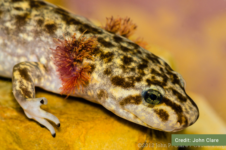 Coastal Giant Salamander - B.C. Reptiles & Amphibians