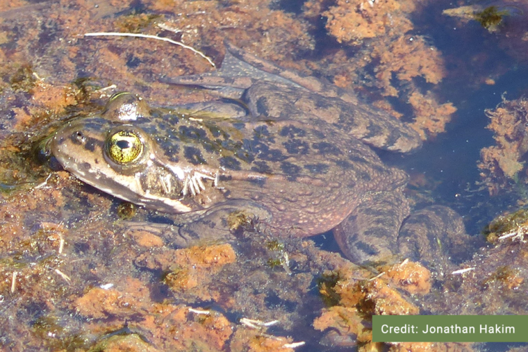 Northern Red-legged Frog – B.C. Reptiles & Amphibians