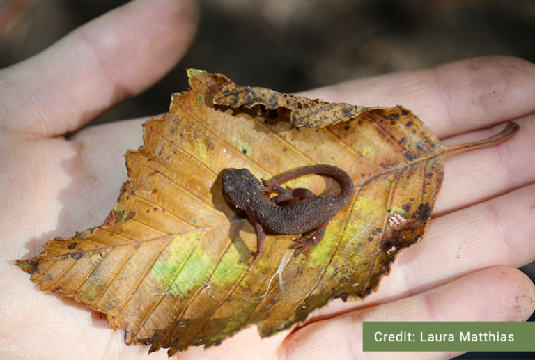 Rough-skinned Newt – B.C. Reptiles & Amphibians