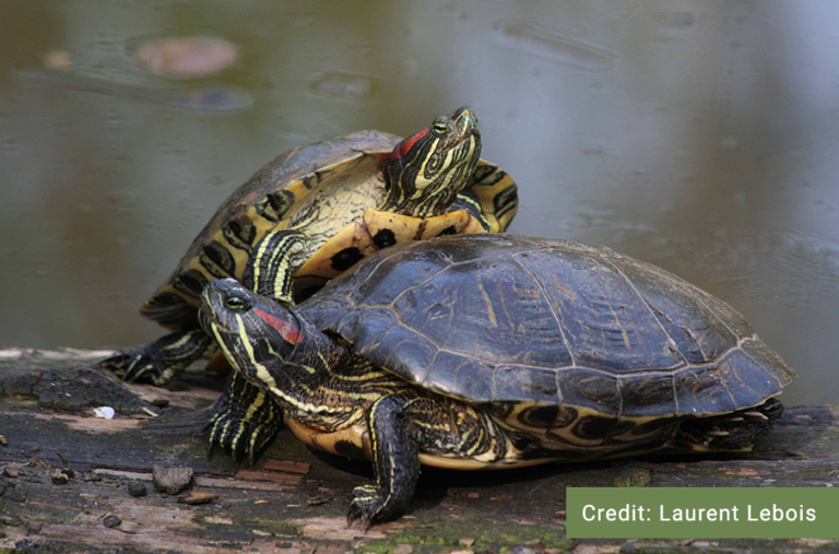 Red-eared Slider – B.C. Reptiles & Amphibians