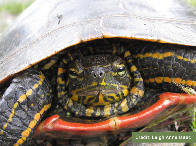 Western Painted Turtle - B.C. Reptiles & Amphibians