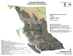 Long-toed Salamander - B.C. Reptiles & Amphibians